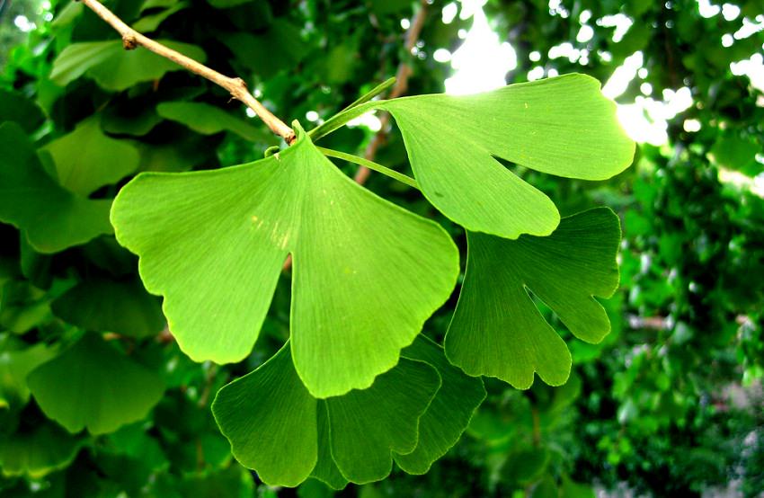 Ginkgo biloba bio